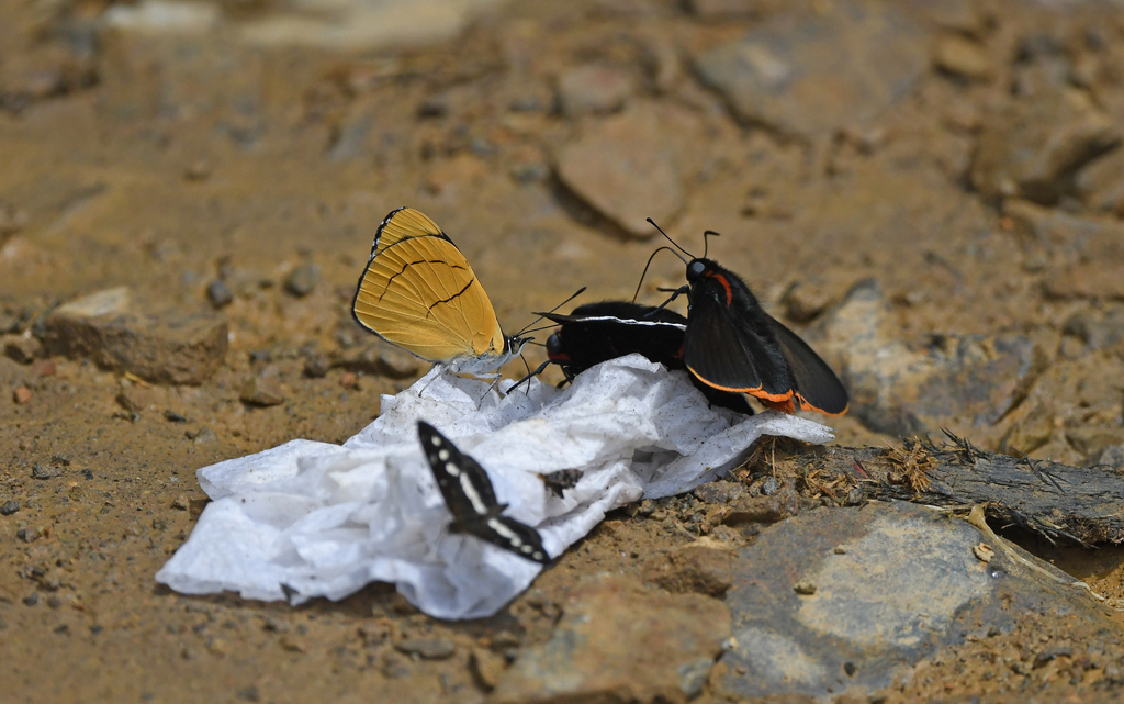 Perisama comnena from Paucartambo Province, Peru on September 4, 2023 ...