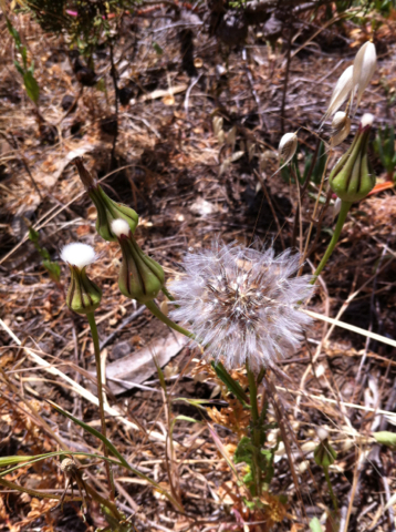 False Hawkbit from McLaren Park, San Francisco, California, US on May ...