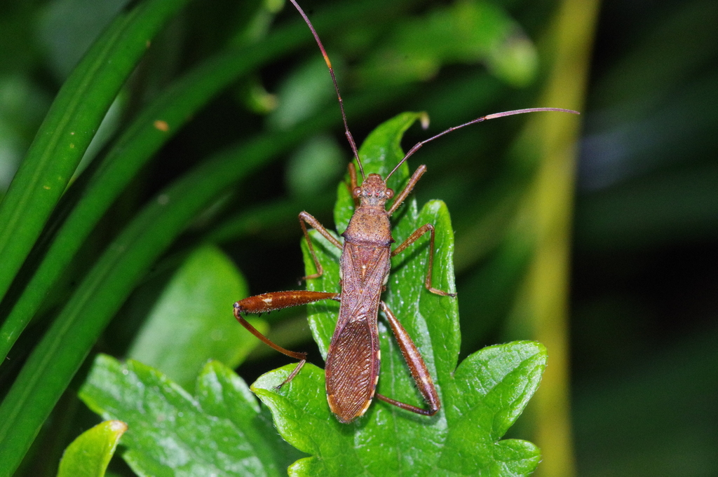 Riptortus pedestris from 日本、〒905-1422 沖縄県国頭郡国頭村宜名真 on October 5, 2023 ...