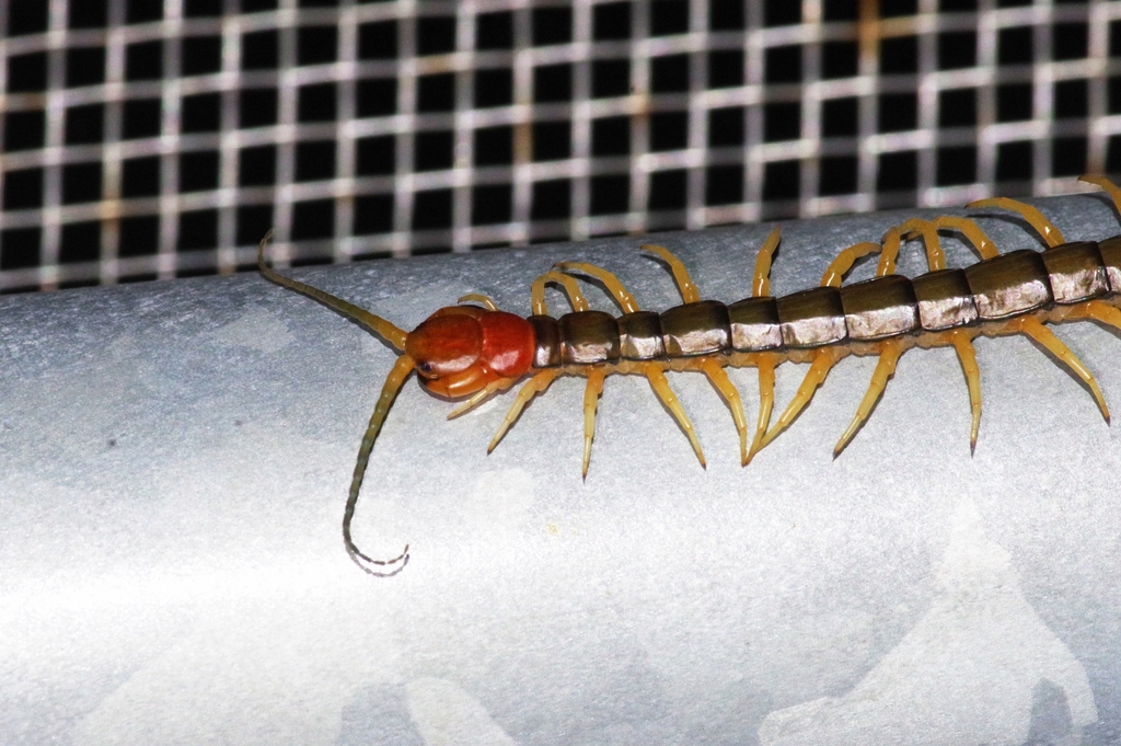 Chinese Red-headed Centipede from 日本、〒905-1422 沖縄県国頭郡国頭村宜名真 on October ...