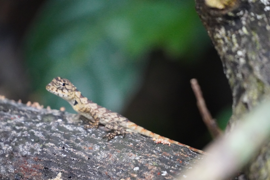 Vietnamese Blue Crested Lizard from F87P+2X9 Crocodile Lake, Dong Nai ...