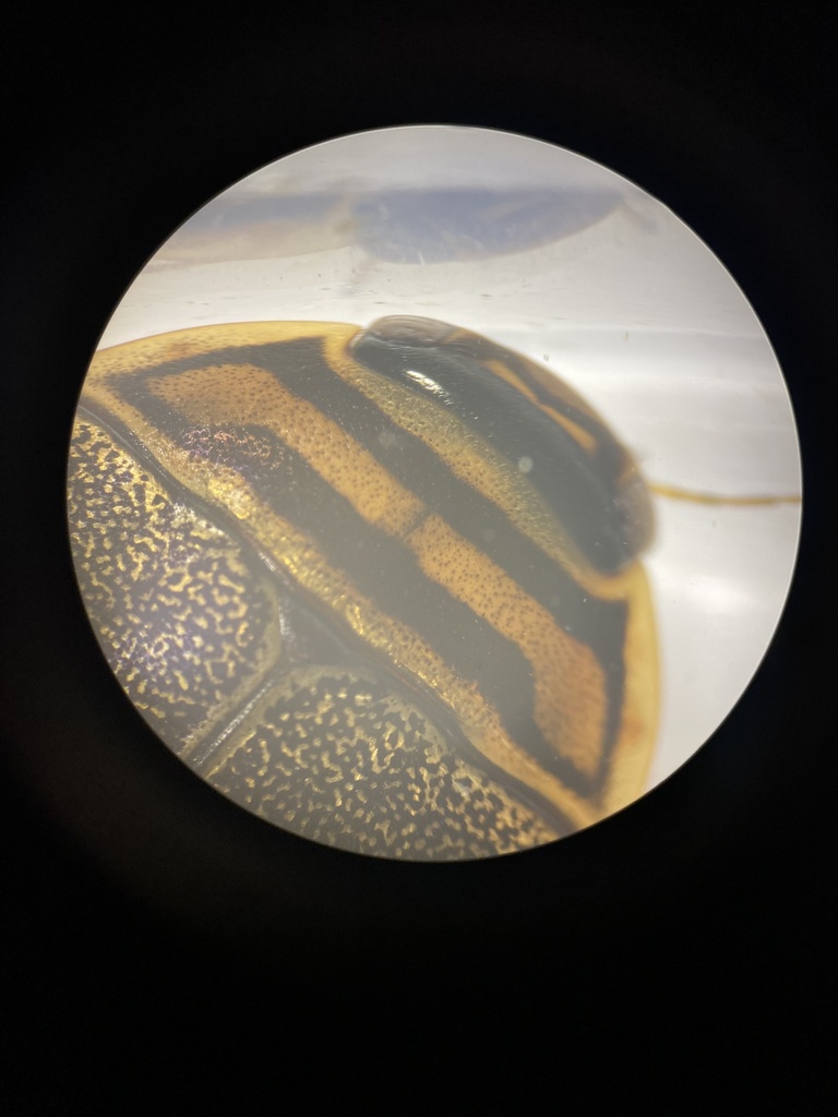 scarce lesser diving beetle from Fällan-Gula spår, Unnaryd, N, SE on ...