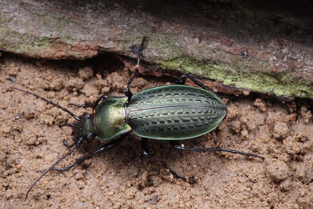 Carabus sternbergi from 青岛科技大学(崂山校区), 青岛市, 山东省, CN on May 6, 2019 at 04 ...
