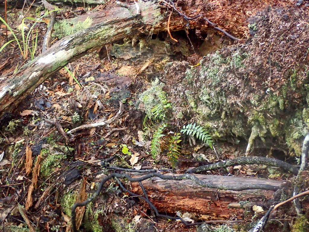Mare's Tail Fern from TRKAU Tanekaha Ridge, Eskdale Forest on September ...