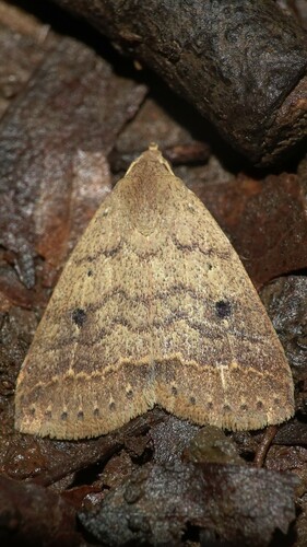Bocula ochrigamma · iNaturalist United Kingdom