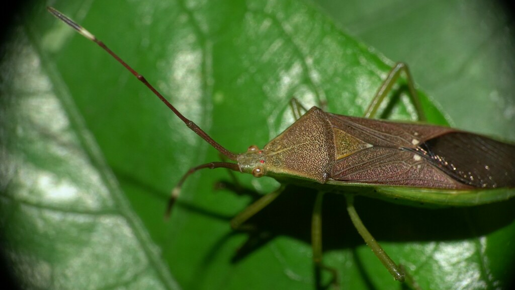 Homoeocerus relatus from Mahim Nature Park on October 3, 2023 at 09:44 ...