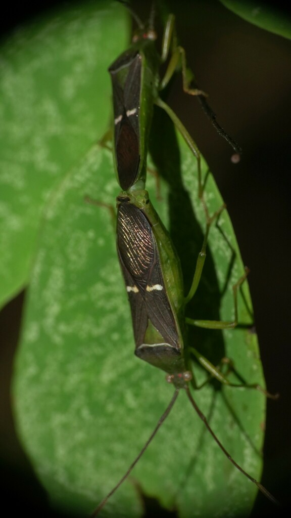 Homoeocerus from Mahim Nature Park on October 3, 2023 at 10:37 AM by ...
