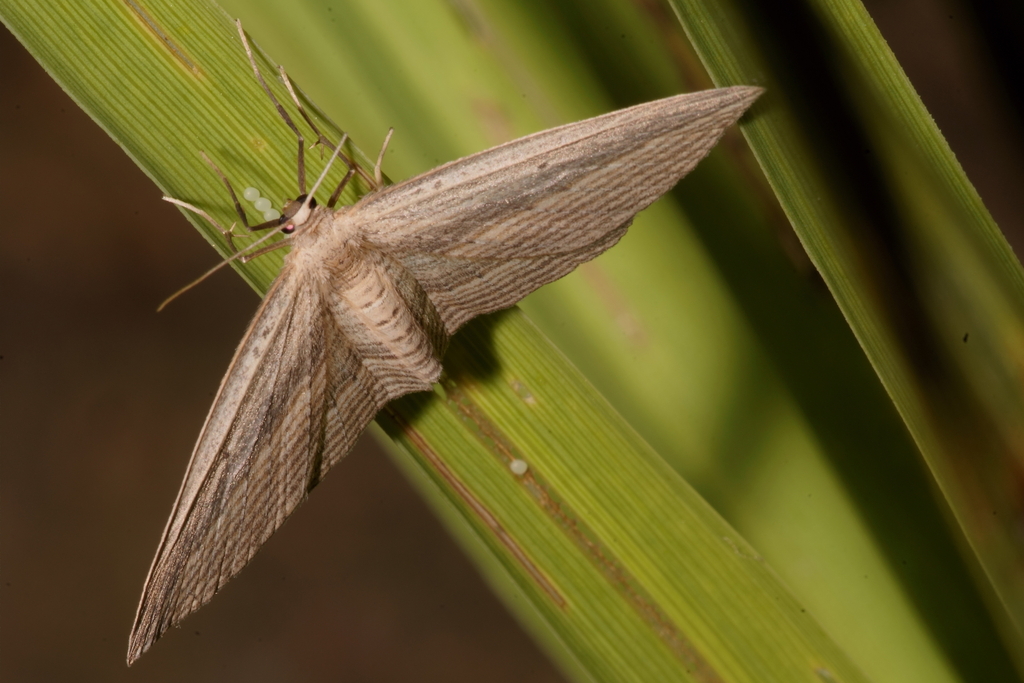 Cabbage tree moth from Newstead, Neuseeland on October 6, 2023 at 09:24 ...