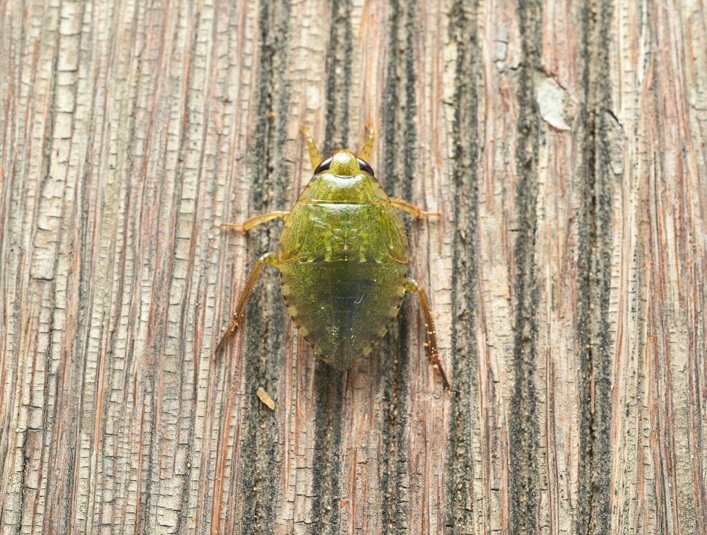Diplonychus from 中国浙江省衢州市柯城区 on September 9, 2023 at 09:28 PM by 江国彬 ...