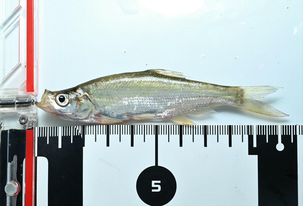 predatory carp from 中国浙江省衢州市柯城区 on September 10, 2023 at 11:24 AM by ...