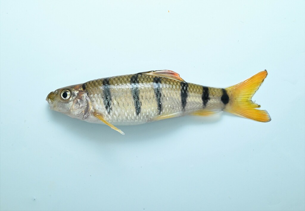 Acrossocheilus fasciatus from 中国浙江省衢州市柯城区 on September 10, 2023 at 12: ...