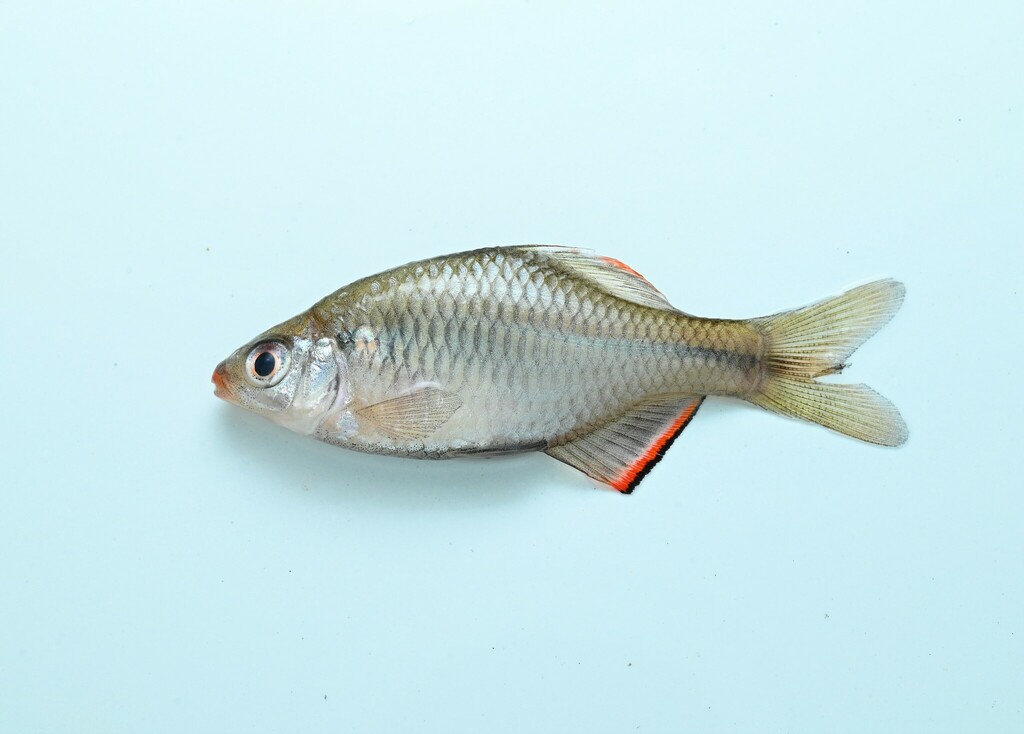 Rhodeus sinensis from 中国浙江省衢州市柯城区 on September 10, 2023 at 01:18 PM by ...