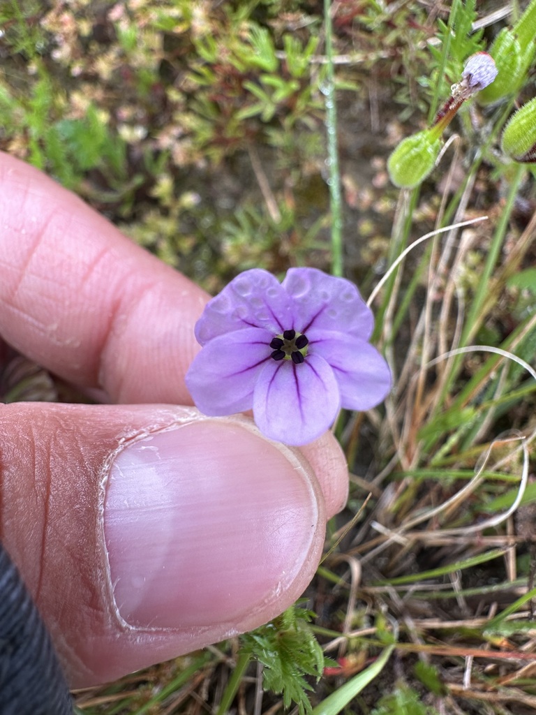 Geranium family from Cape Winelands, Western Cape, South Africa on ...