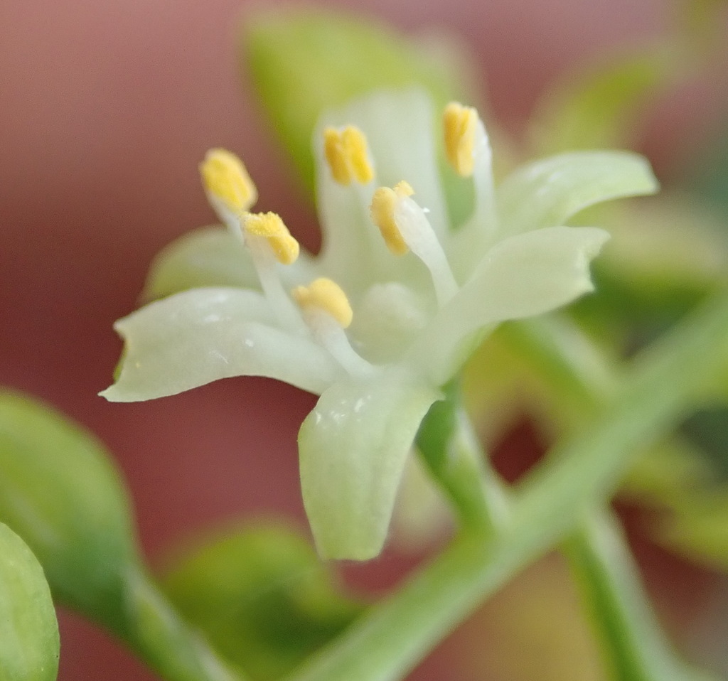 Forest Elephantsfoot in March 2019 by Nicola van Berkel · iNaturalist