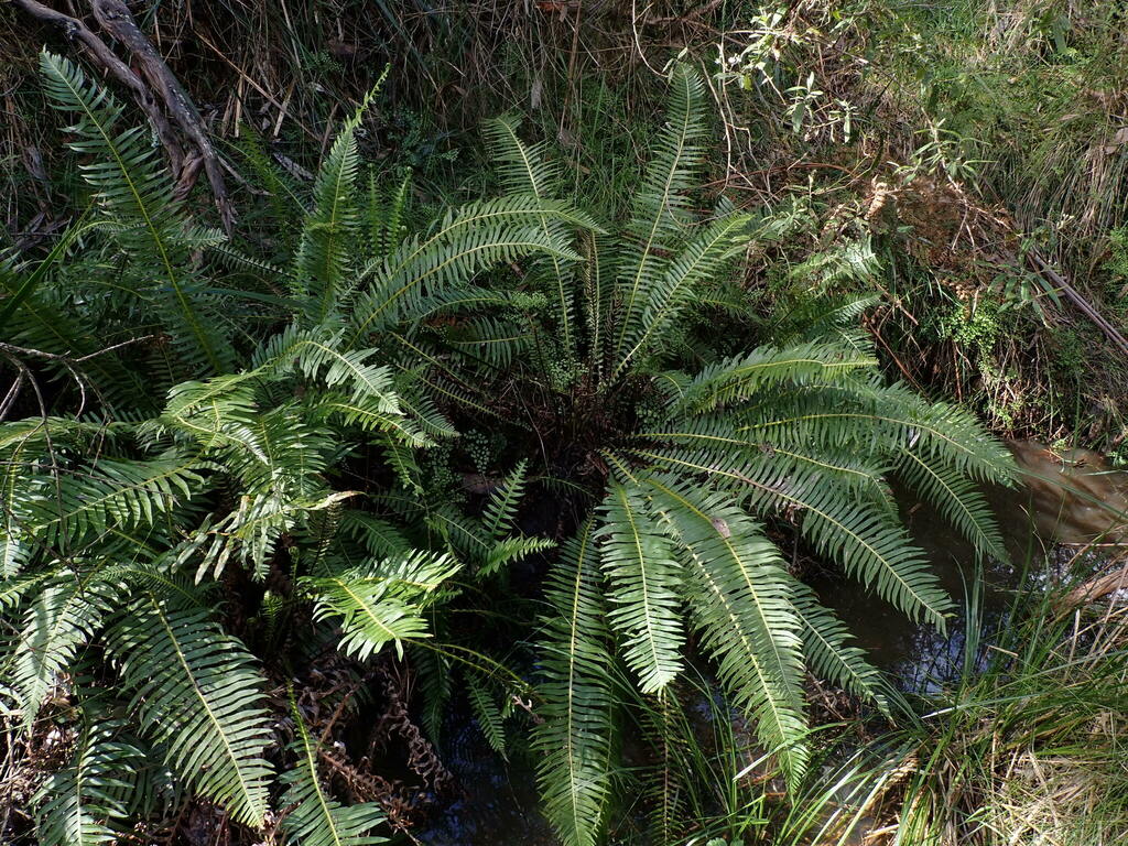 Fishbone water-fern from Belgrave South VIC 3160, Australia on October ...