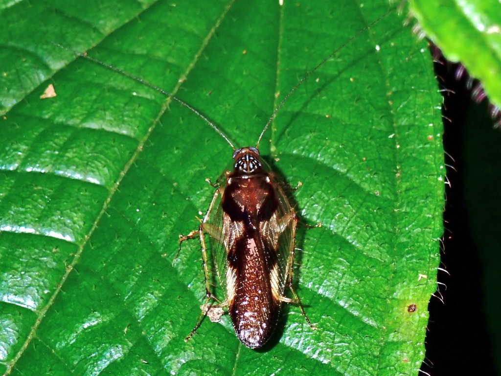 Margattea from Pahang #1, Malaysia on October 1, 2023 at 09:10 PM by ...