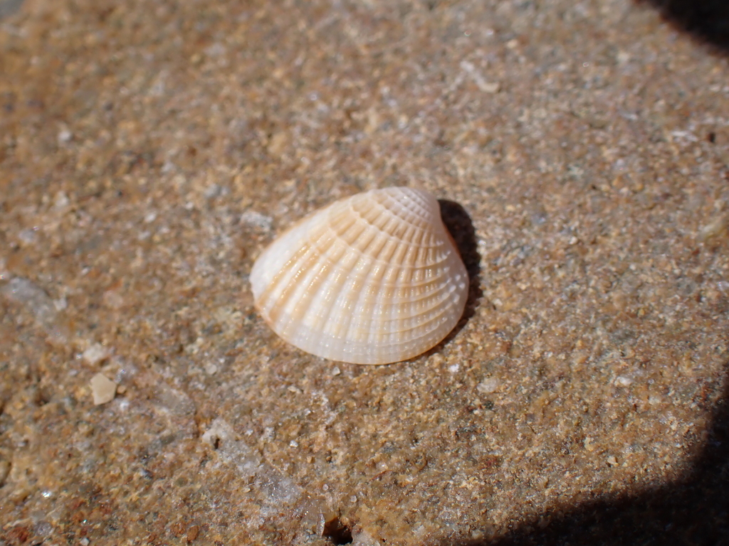 Timoclea scabra from Bare Bluff, New South Wales, Australia on October ...