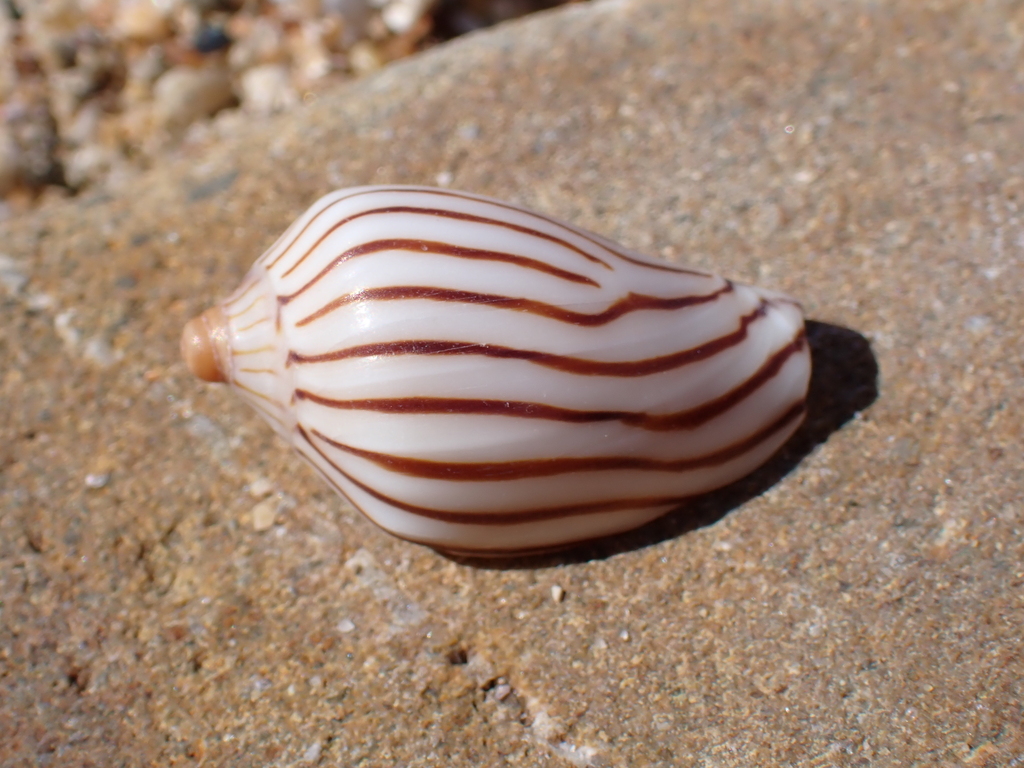 Zebra Volute from Bare Bluff, New South Wales, Australia on October 6 ...