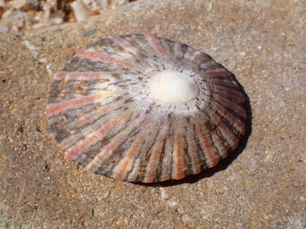 Variegated limpet from Bare Bluff, New South Wales, Australia on ...