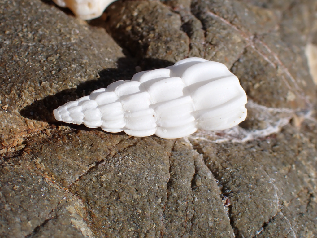 Opalia australis from Bare Bluff, New South Wales, Australia on October 6, 2023 at 02:32 PM by ...