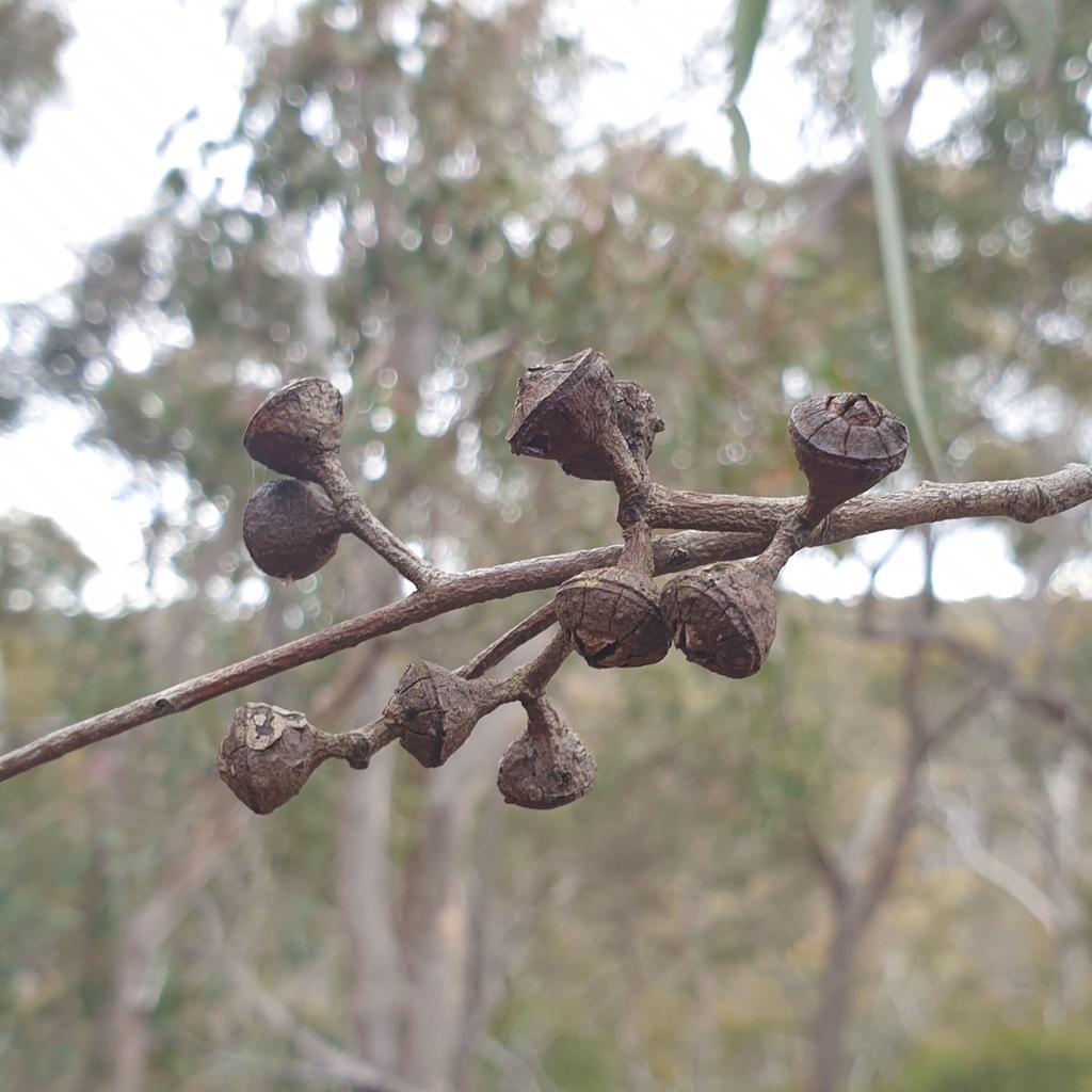 Red Stringybark from Inverleigh VIC 3321, Australia on October 6, 2023 ...