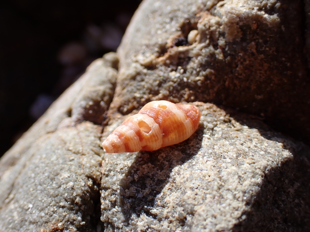 Engina australis from Bare Bluff, New South Wales, Australia on October ...