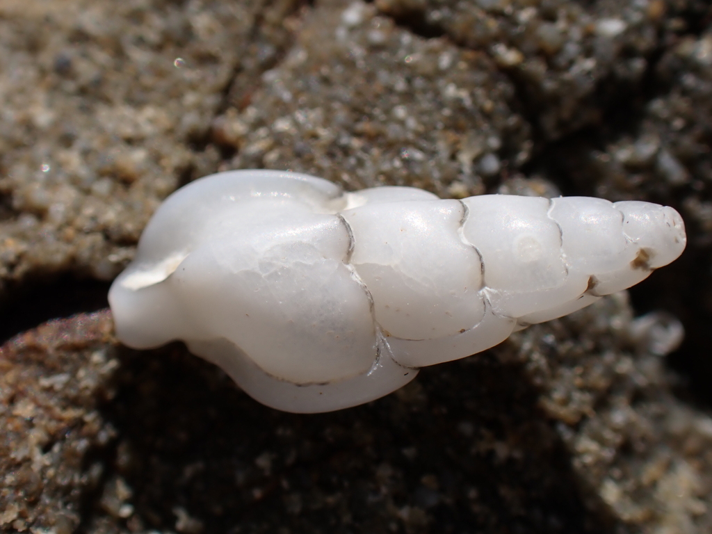 Aspella from Bare Bluff, New South Wales, Australia on October 6, 2023 ...