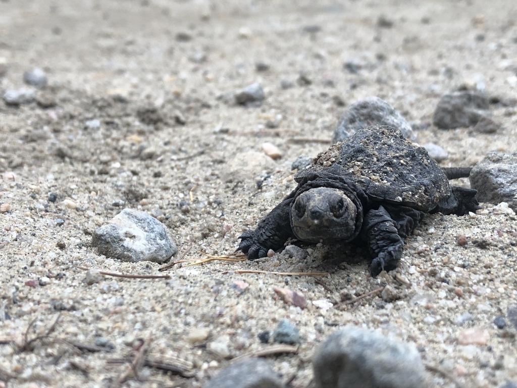 Common Snapping Turtle from Lac-Ernest, QC, CA on October 2, 2023 at 05 ...