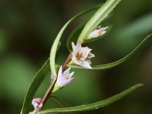 Variety Crowea angustifolia angustifolia · iNaturalist