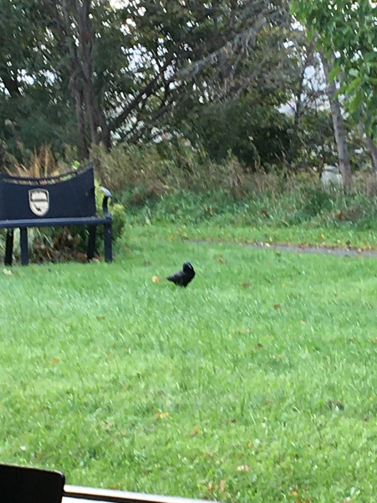 Crows and Ravens from Faculty of Agriculture, Colchester, NS, CA on ...