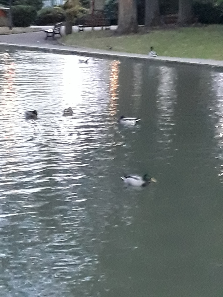 Mallard from Canton de Vandœuvre-lès-Nancy, 54500 Vandœuvre-lès-Nancy ...