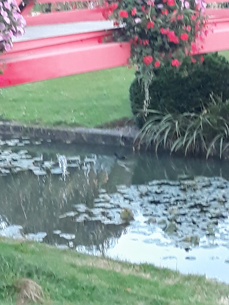 Common Moorhen from Kehl, 54500 Vandœuvre-lès-Nancy, France on October ...