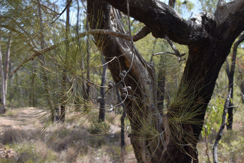 Stringybark Sheoak from Silver Valley QLD 4872, Australia on September ...