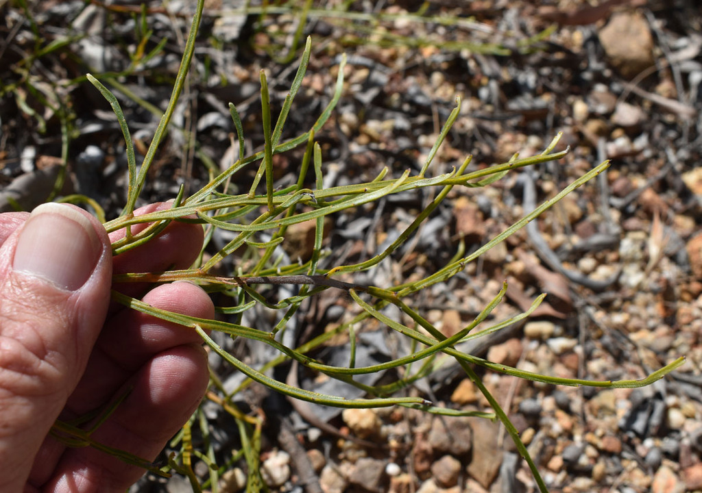 Jacksonia thesioides from Silver Valley QLD 4872, Australia on ...