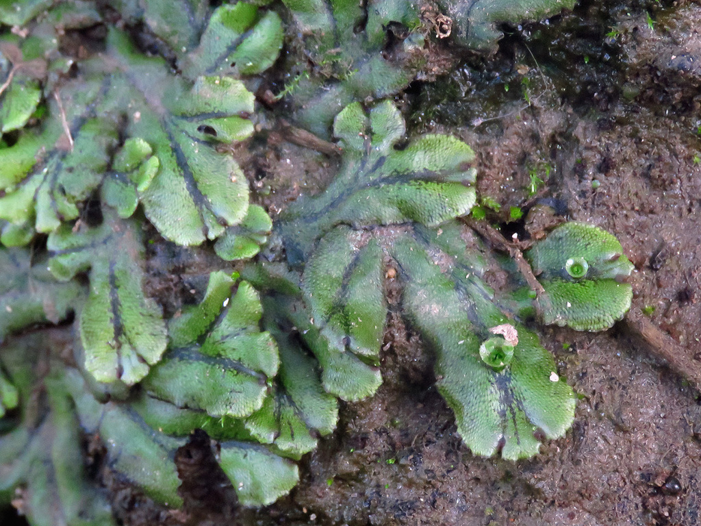 Marchantia polymorpha polymorpha from Boone, NC, USA on September 29 ...