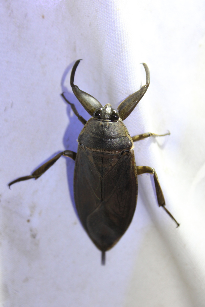 American Giant Water Bug from Sibley Farm, Spencer MA on October 5 ...