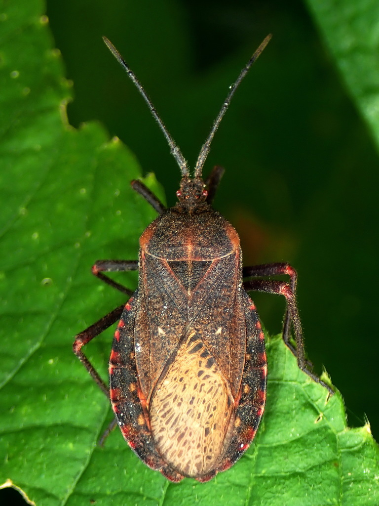 Giant Sweet Potato Bug from Provincia de Napo, Ecuador on March 8, 2019 ...