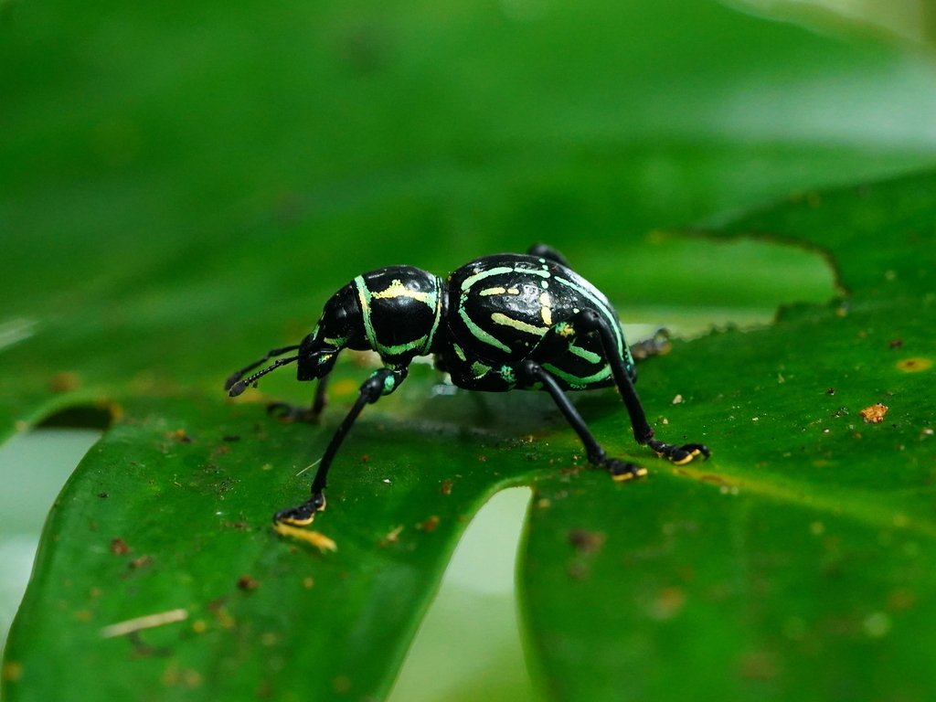 Pachyrhynchus yamianus in August 2023 by adachao · iNaturalist