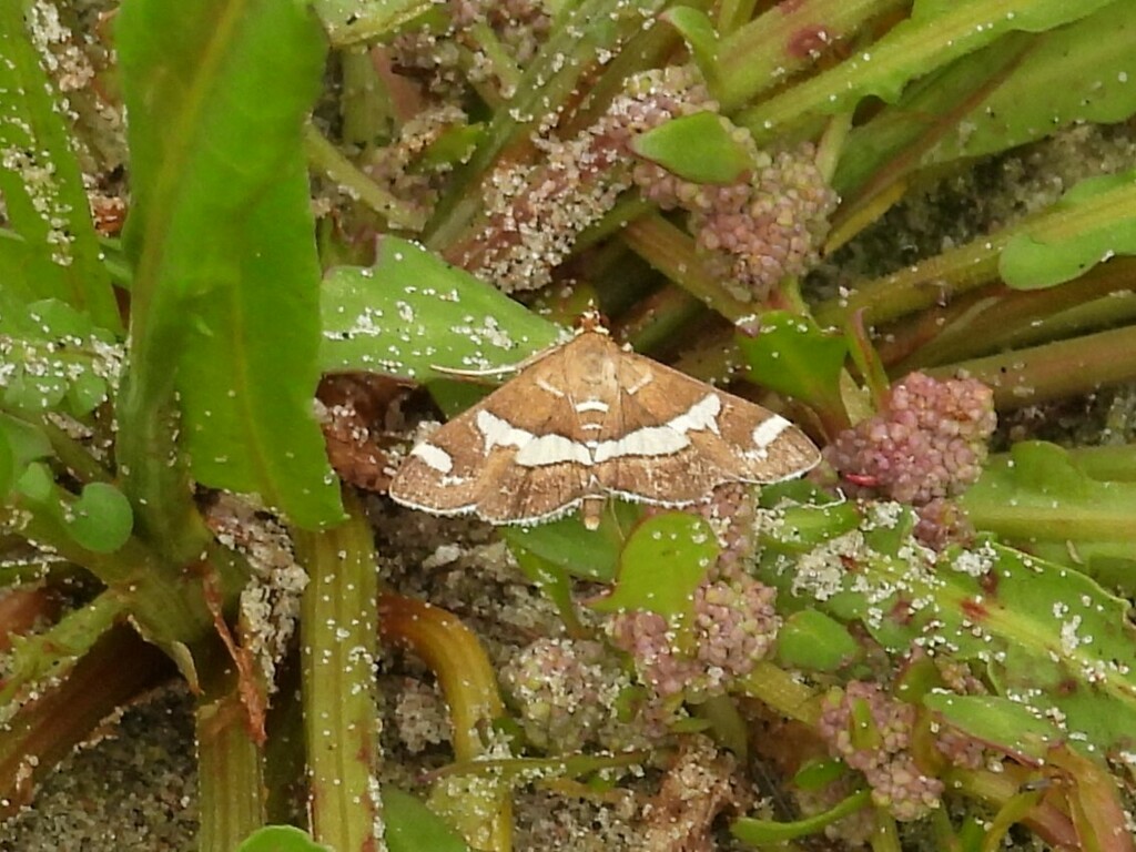Hawaiian Beet Webworm Moth from Tommy Thompson Park on October 5, 2023 ...