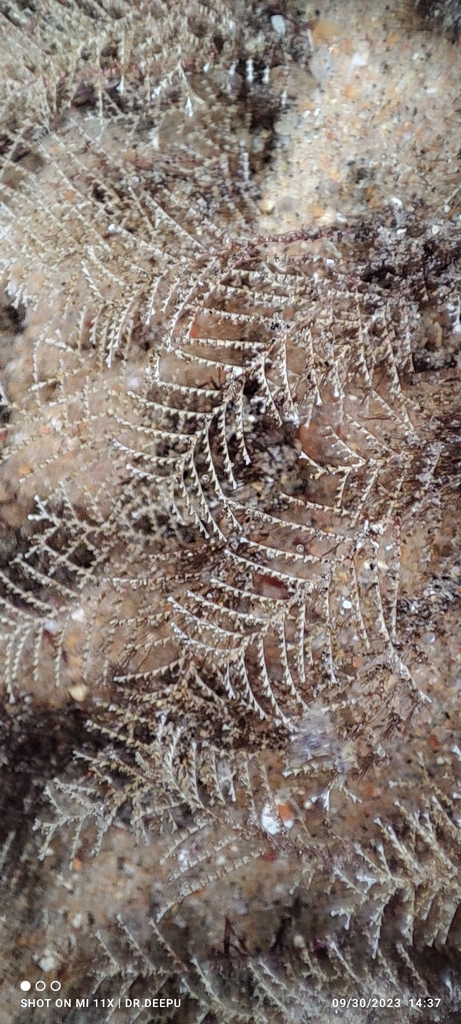 Christmas Tree Hydroid from RCF8+2HP, Kapuluppada, Andhra Pradesh ...