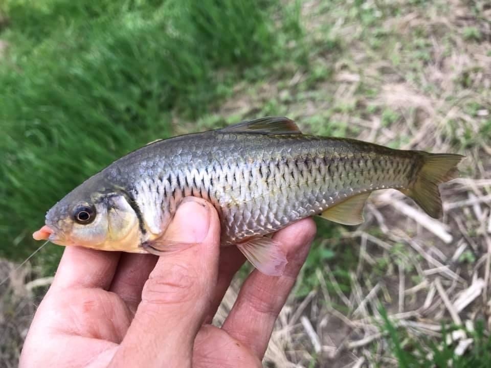 Striped Shiner from North Perth, ON, CA on May 22, 2019 at 03:11 PM by ...