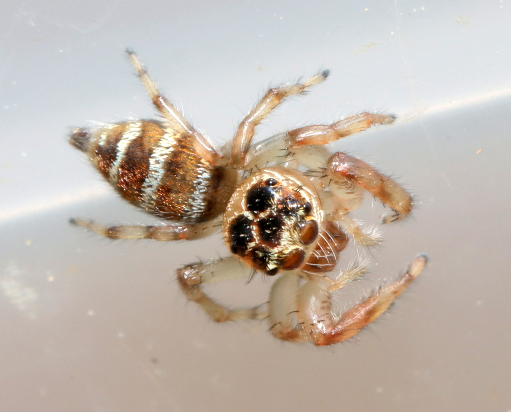 Goldband Thyene Jumping Spider from Riebeeck West, South Africa on ...