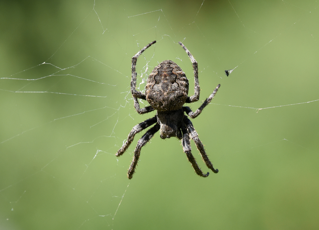 Araneus ventricosus from 中国河南省洛阳市洛宁县 on September 30, 2023 at 11:39 AM ...