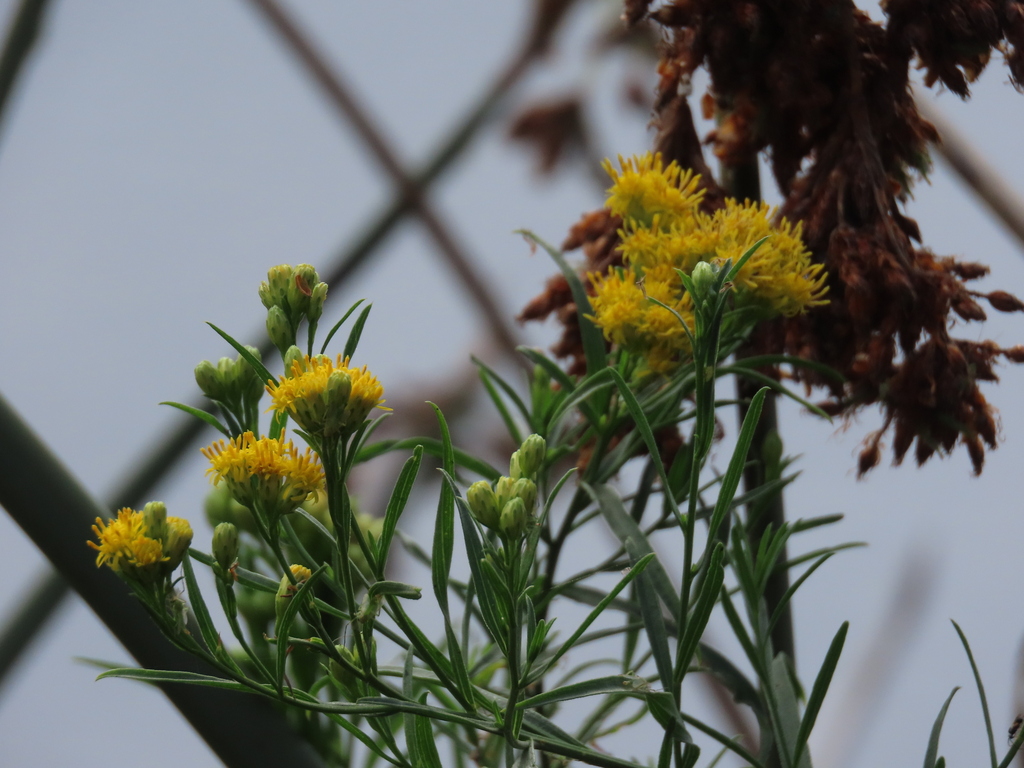 western goldenrod from Ventura Settling Ponds, Ventura, CA, USA on ...