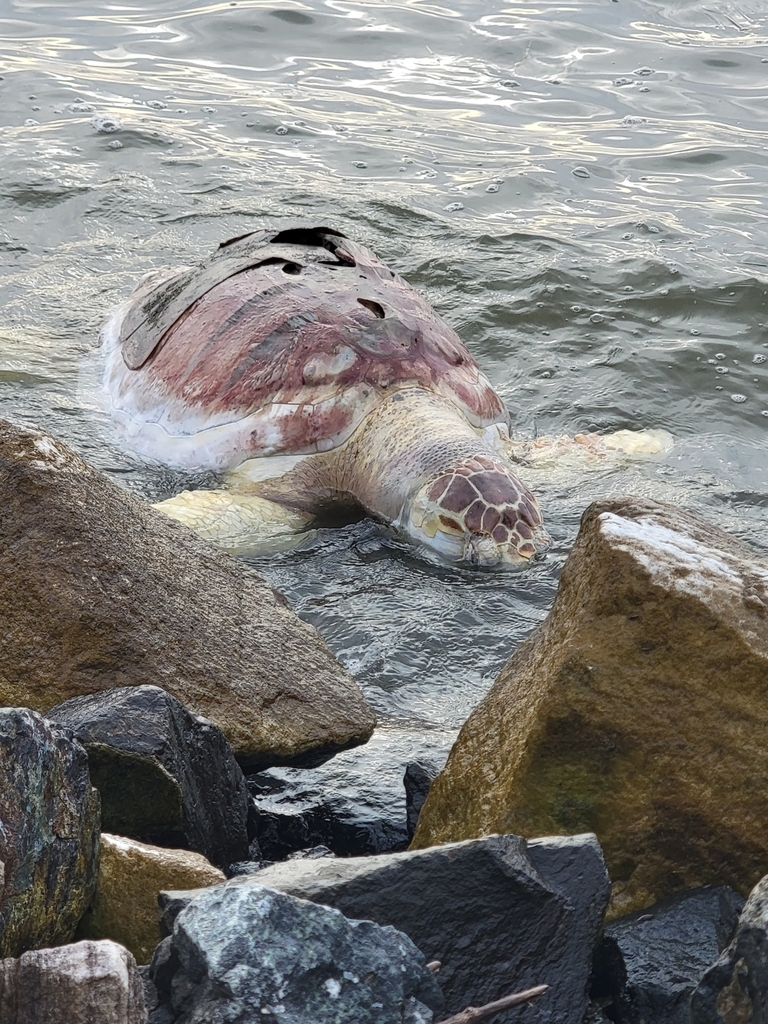 Loggerhead Sea Turtle in October 2023 by Susan Christman Williams. Dead ...