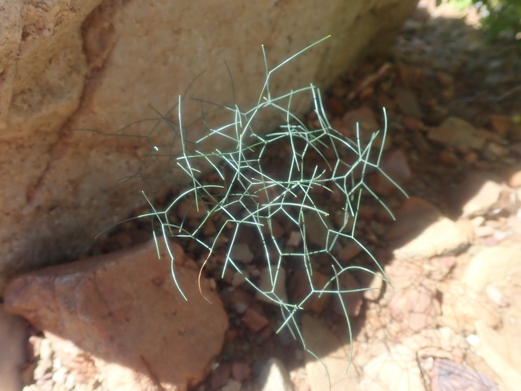Fine African Squill from Central Karoo, Western Cape, South Africa on ...