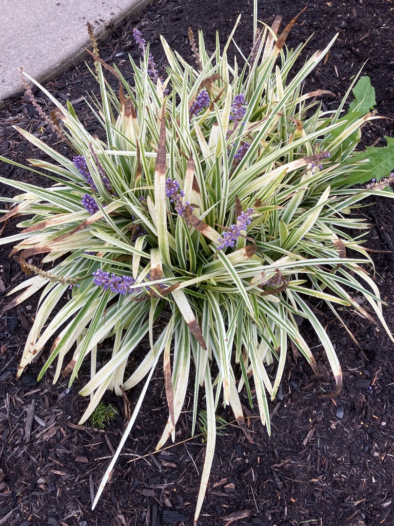 Something from Grey Stable Ln, Highland Heights, KY, US on October 6 ...