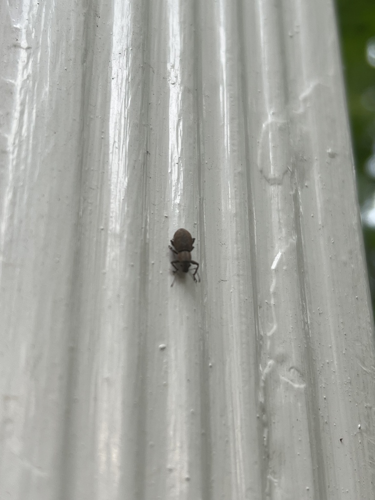 Fuller's rose weevil from Woodbury Dr, Raleigh, NC, US on October 6 ...