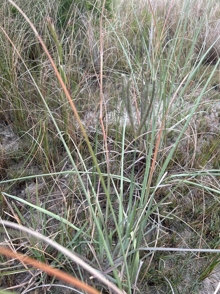Pinewoods Fingergrass from Turntable Rd, Murrells Inlet, SC, US on ...