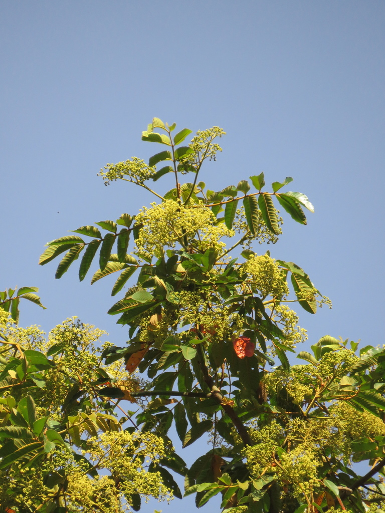 brunellia family (Brunelliaceae) - Botanical Realm